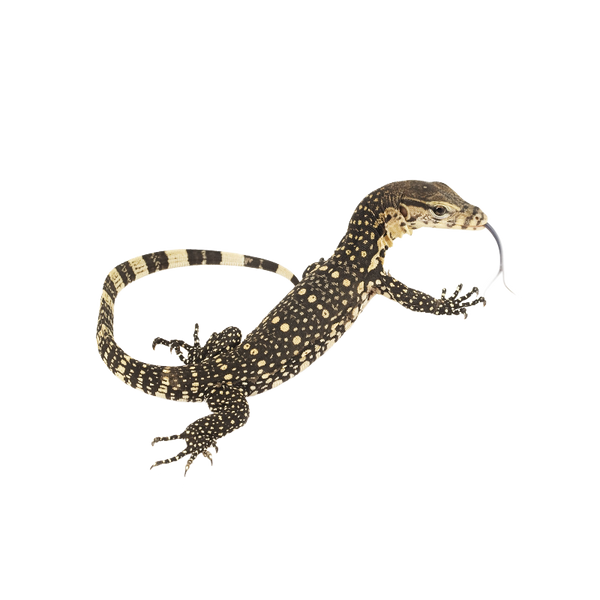 water monitpr lizard