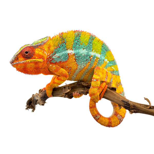 ambilobe panther chameleon scientific name
