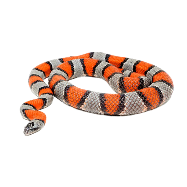 king snake morphs