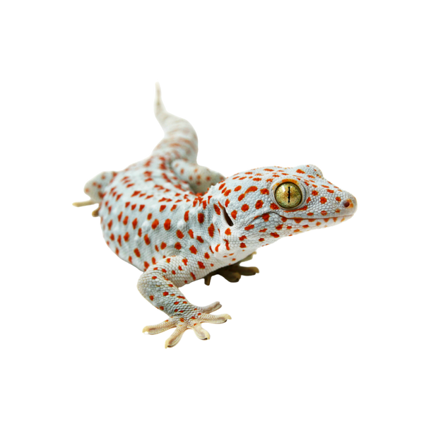 tokay gecko bite force