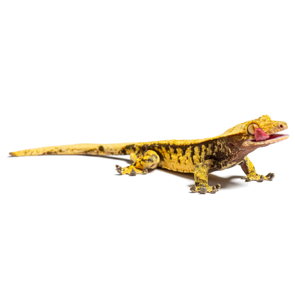 normal crested gecko weight