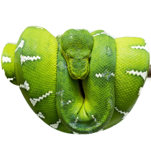 green tree boa constrictor