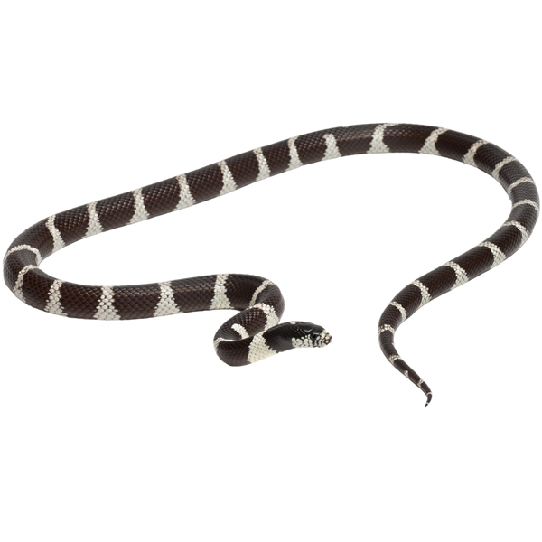 king snake eggs hatching time