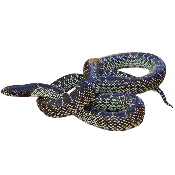 speckled king snake range