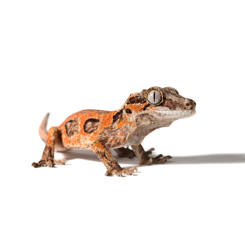 gargoyle gecko morphs
