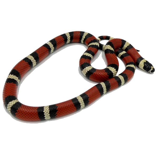 red milk snake range