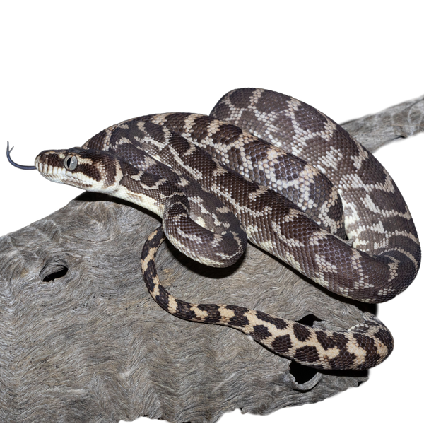 Rough-scaled Python - ReptiChip LLC Rough-scaled Python - ReptiChip LLC