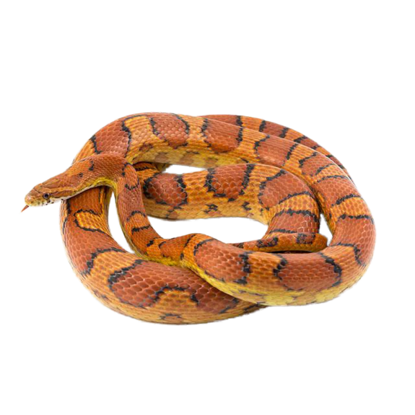 jungle corn snake