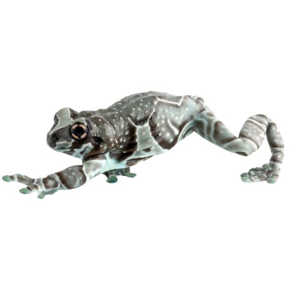 Amazon Milk Frog - ReptiChip LLC