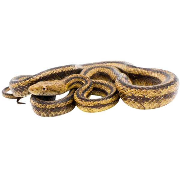 eastern snake