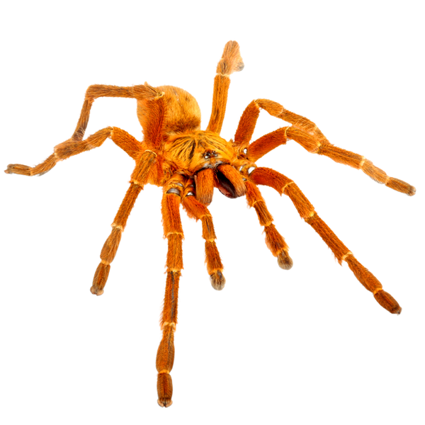 orange baboon tarantula setup