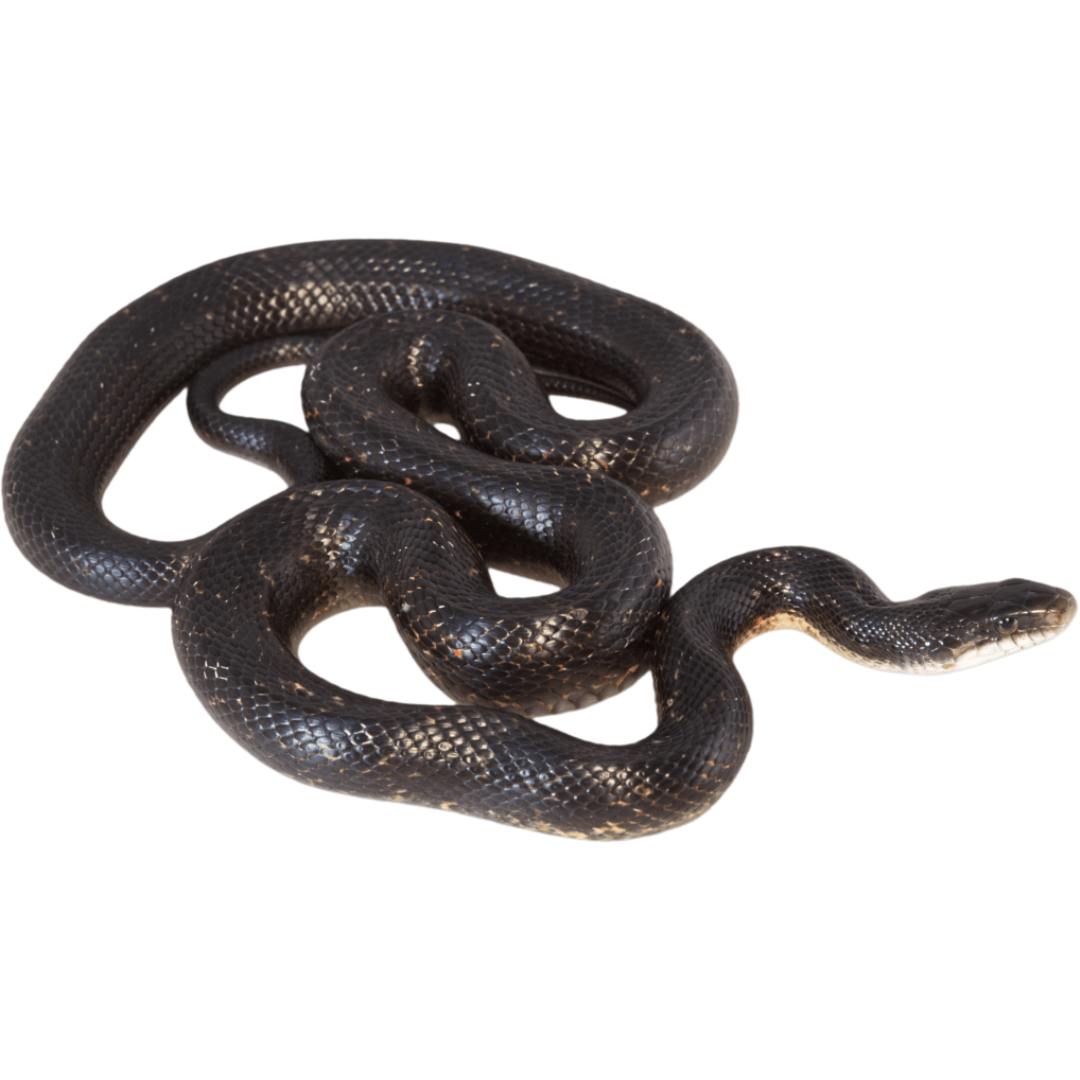 Western Rat Snake - ReptiChip LLC
