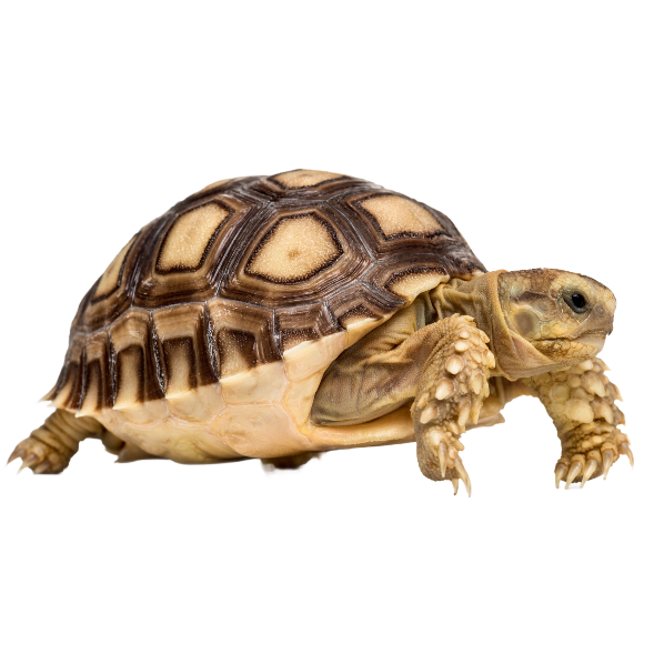 Sulcata Tortoise - ReptiChip LLC