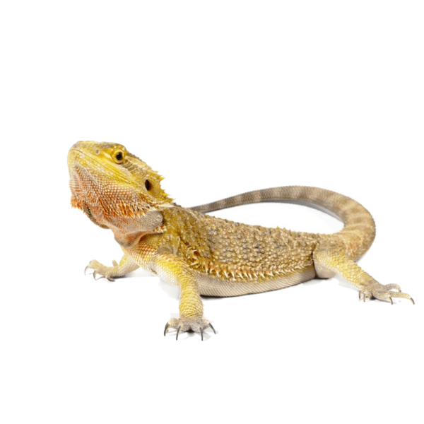 Bearded Dragon - ReptiChip LLC