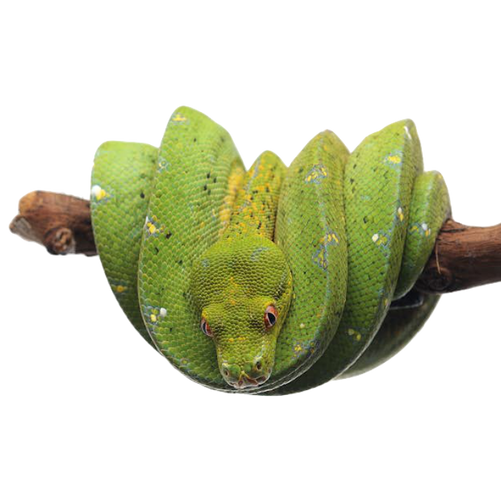 Green Tree Python - ReptiChip LLC