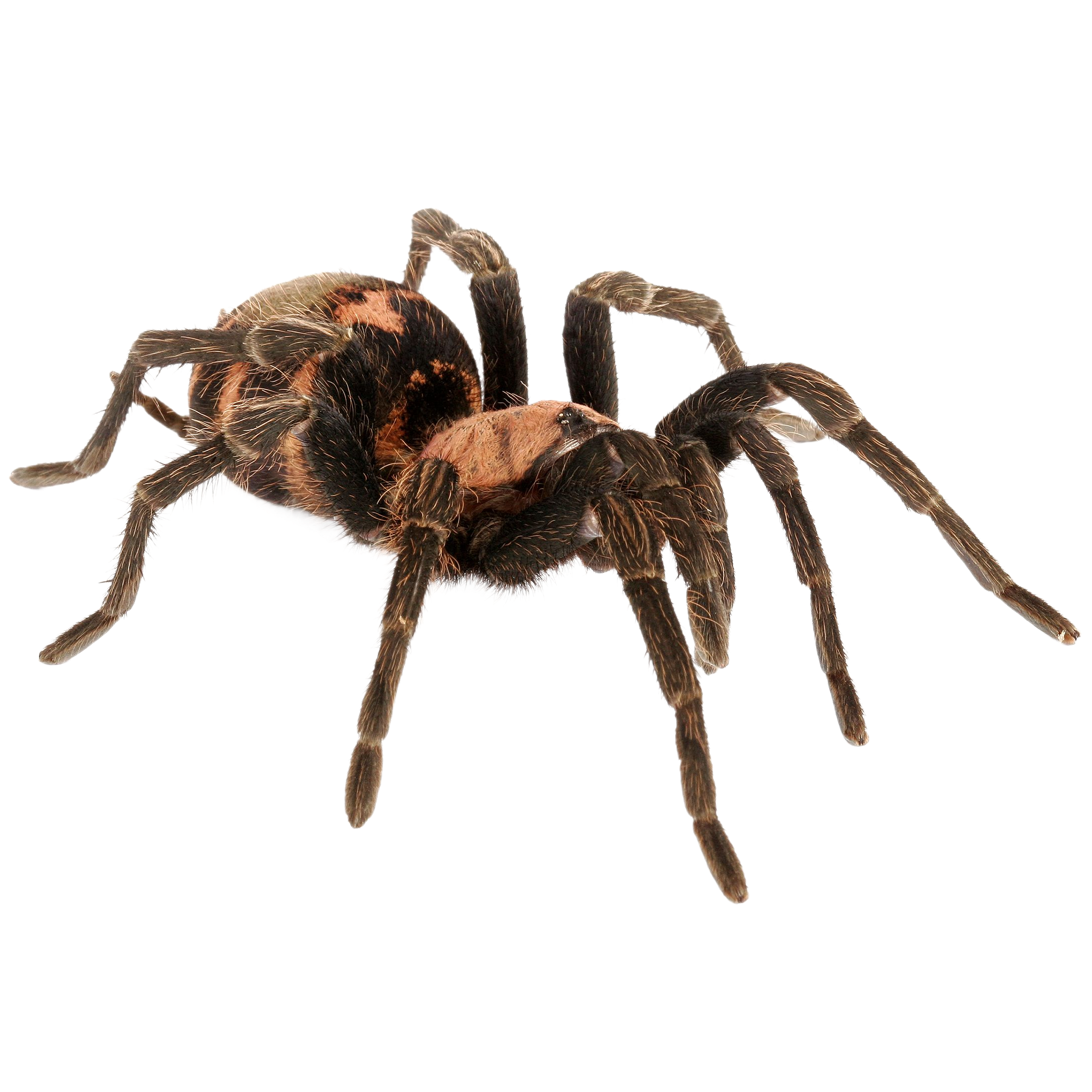 Guatemalan Tiger Rump Tarantula - ReptiChip LLC