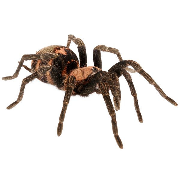 Guatemalan Tiger Rump Tarantula - ReptiChip LLC