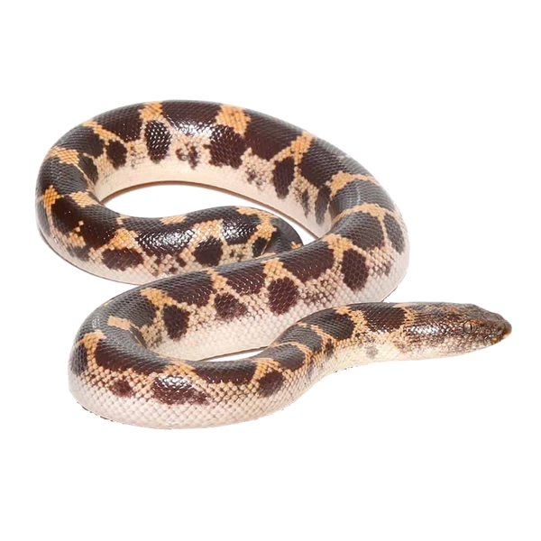 Saharan Sand Boa - ReptiChip LLC