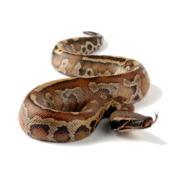 Blood Python - ReptiChip LLC