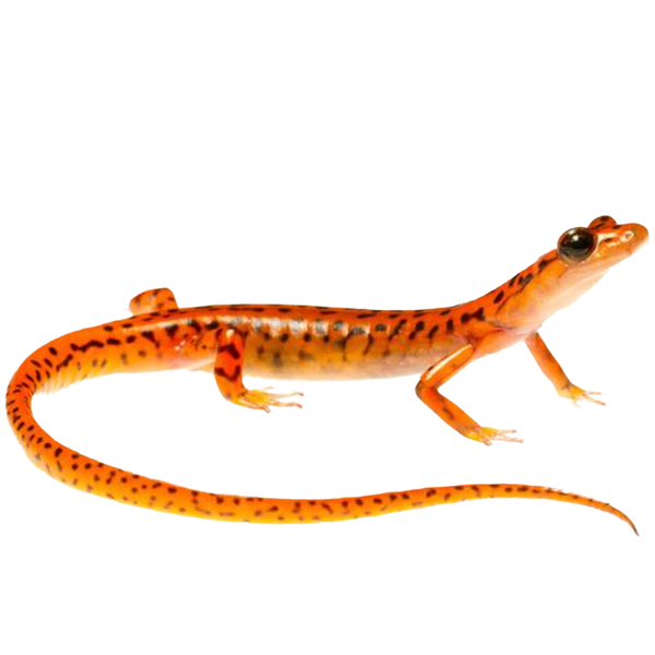 Cave Salamander - ReptiChip LLC