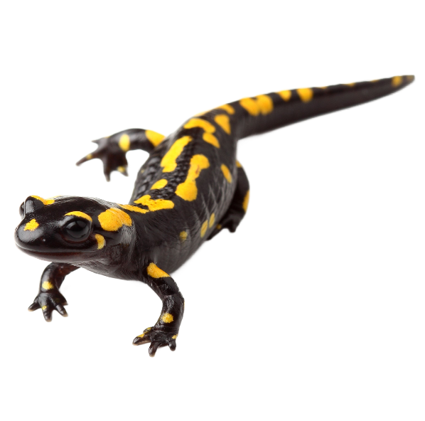 Fire Salamander - ReptiChip LLC