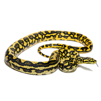 Jungle Carpet Python - ReptiChip LLC