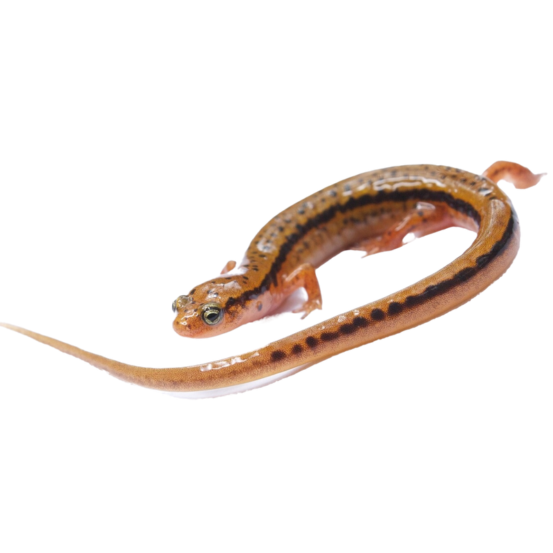 eurycea bislineata range