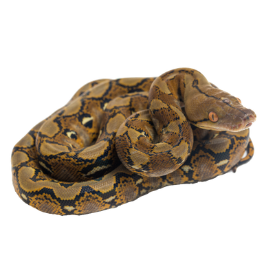 Reticulated Python - ReptiChip LLC