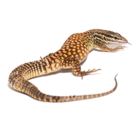 Ackie Monitor - ReptiChip LLC
