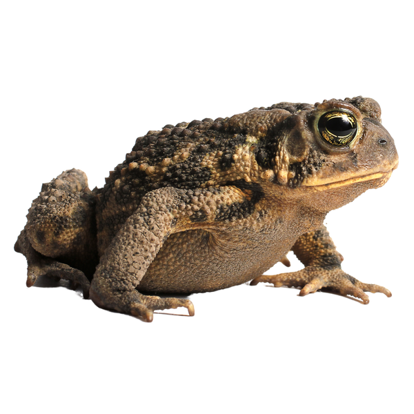 American Toad - ReptiChip LLC