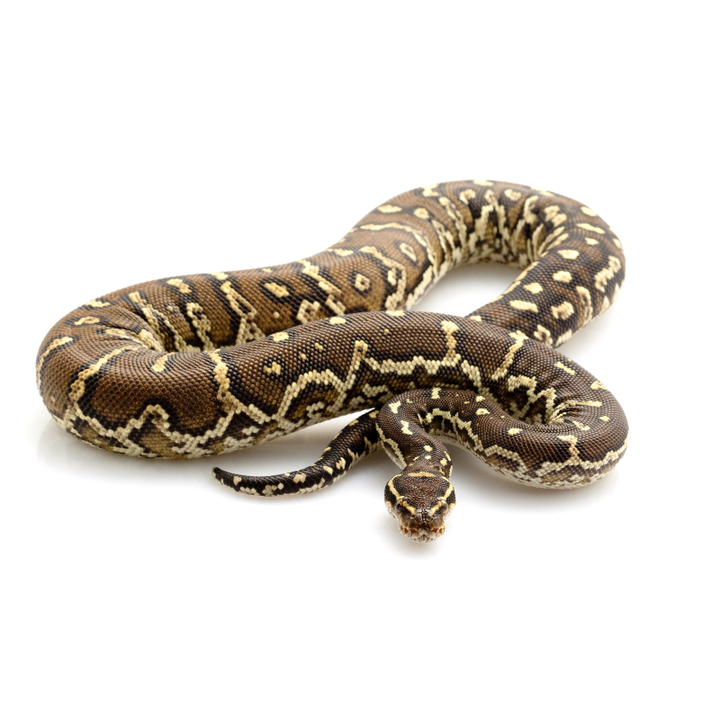 Angolan Python - ReptiChip LLC