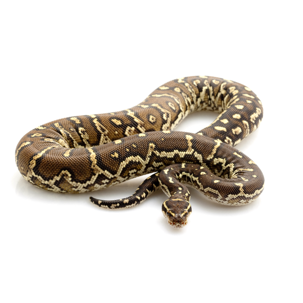 Angolan Python - ReptiChip LLC