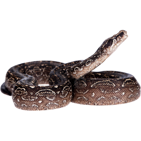 Argentine Boa - ReptiChip LLC