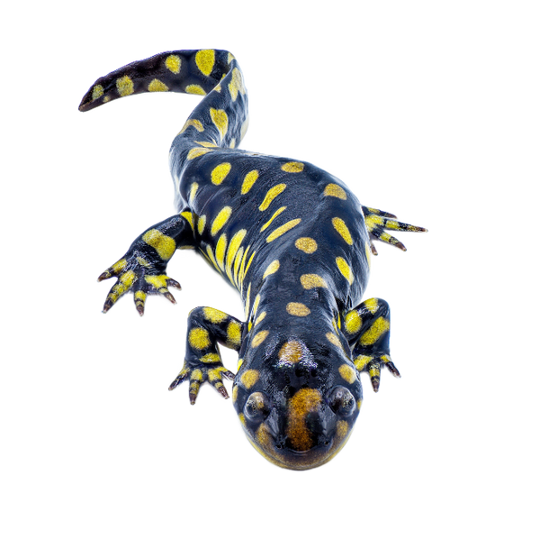 All Tiger Salamanders