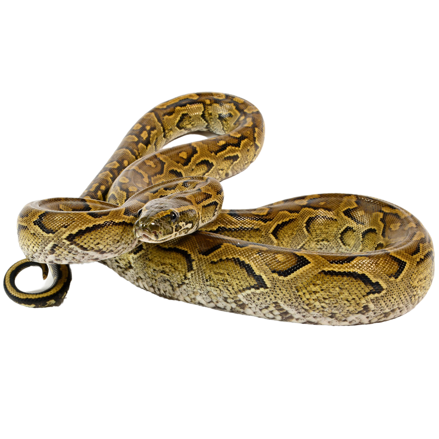 African Rock Python - ReptiChip LLC