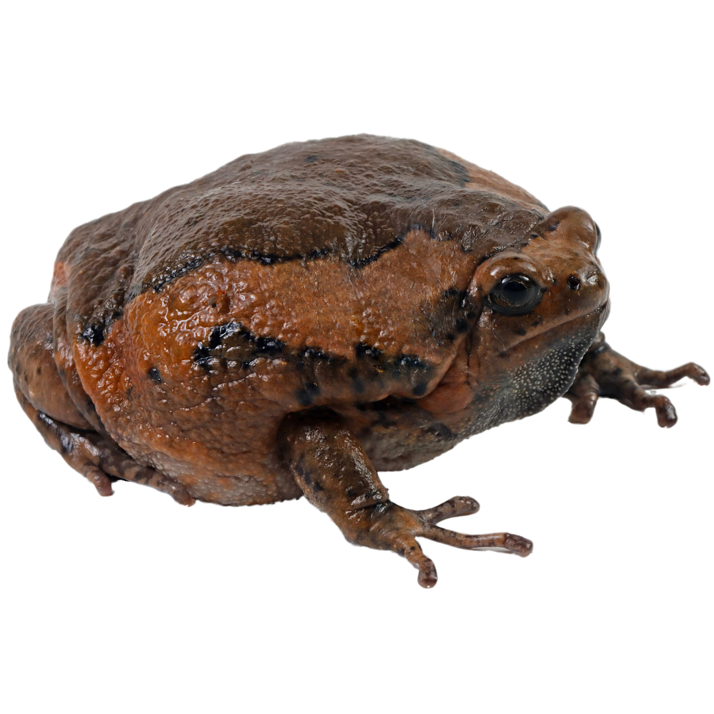 Chubby Frog - ReptiChip LLC