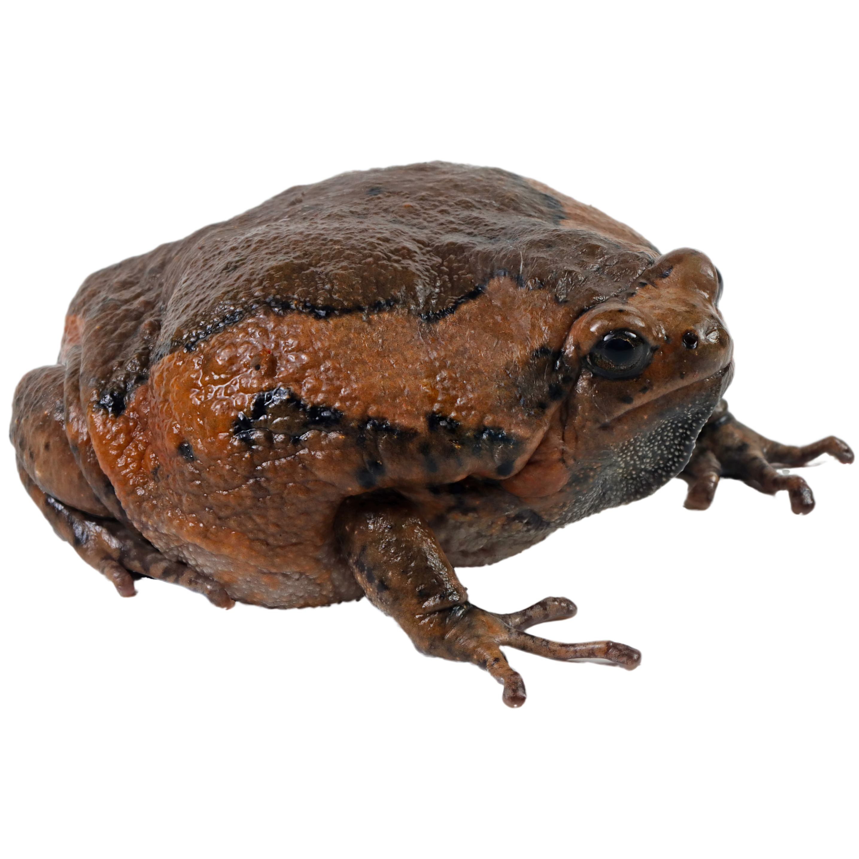 Chubby Frog - ReptiChip LLC