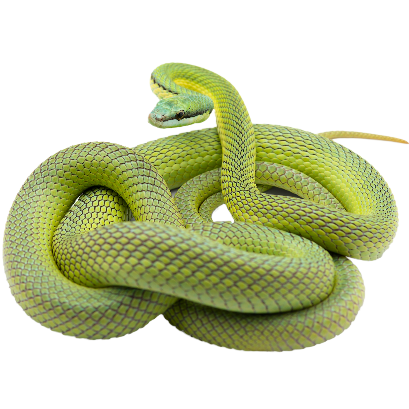 Baron's Racer - ReptiChip LLC