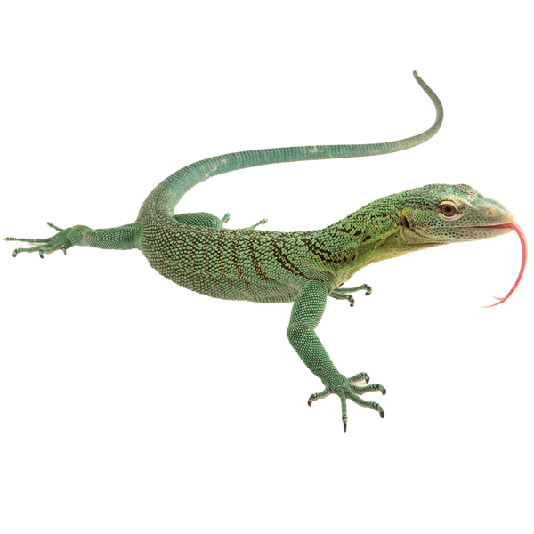 Biak Tree Monitor - ReptiChip LLC