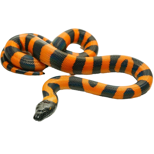 Bismarck Ringed Python - ReptiChip LLC