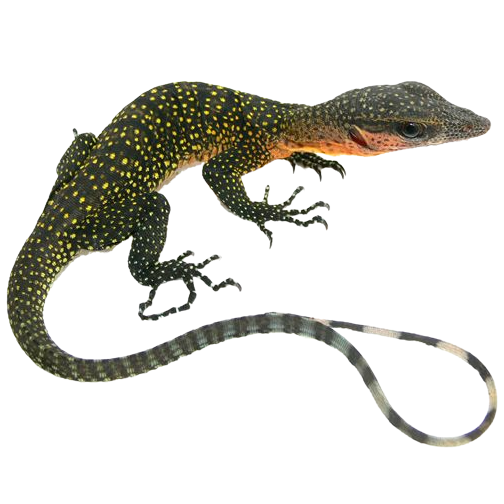 Blue Spot Monitor