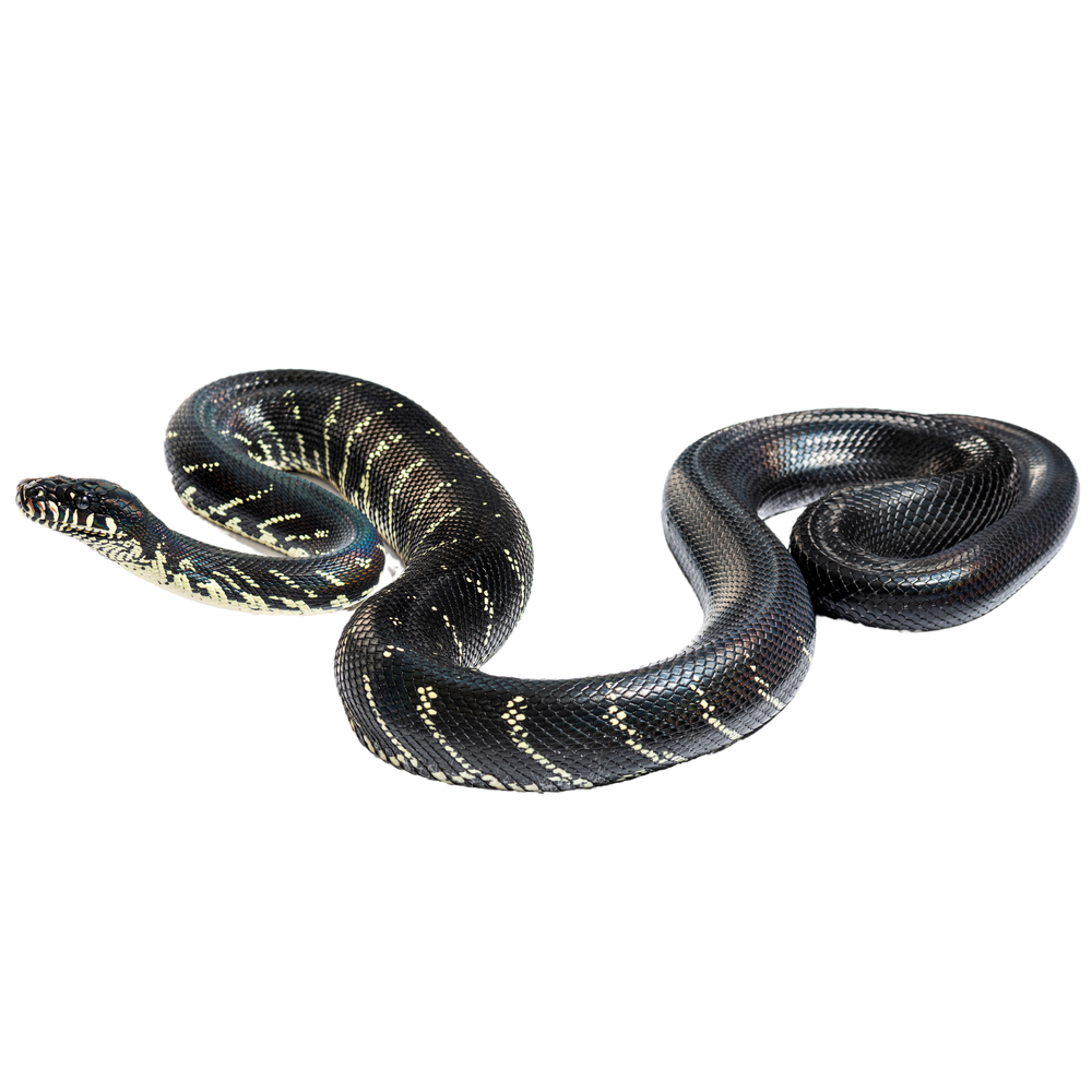 Boelen's Python - ReptiChip LLC