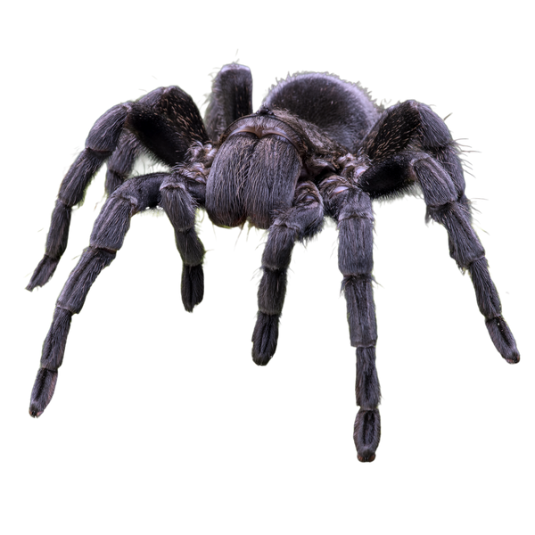 Brazilian Black Tarantula - ReptiChip LLC