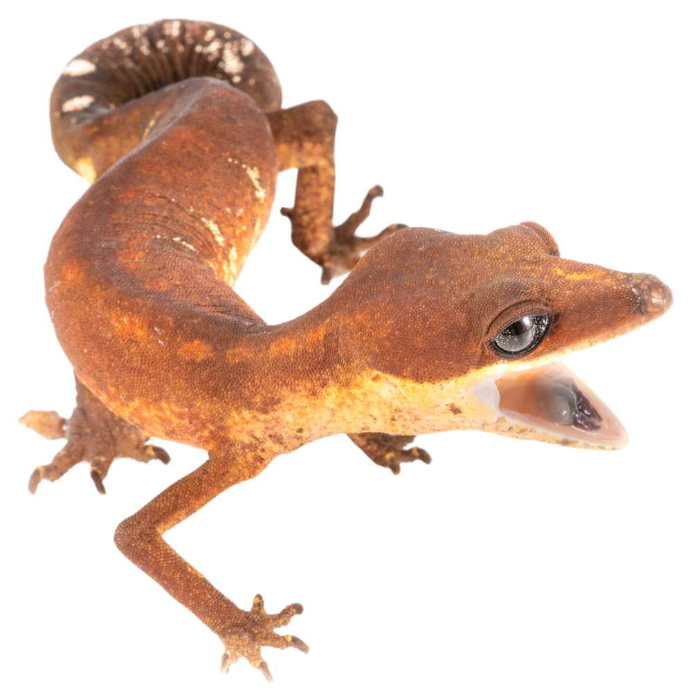 Cat Gecko - ReptiChip LLC