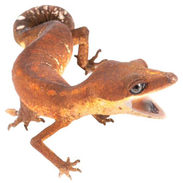 Cat Gecko - ReptiChip LLC
