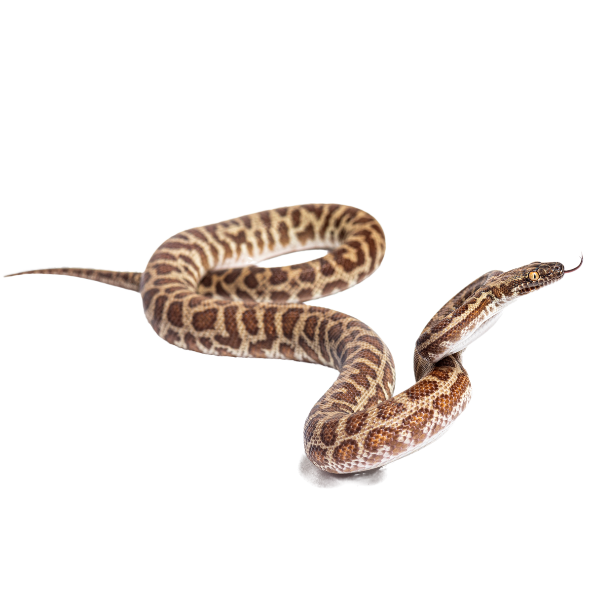 Children's Python - ReptiChip LLC