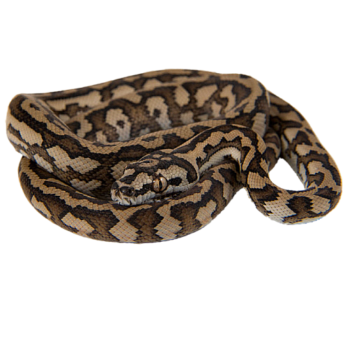 Coastal Carpet Python - ReptiChip LLC