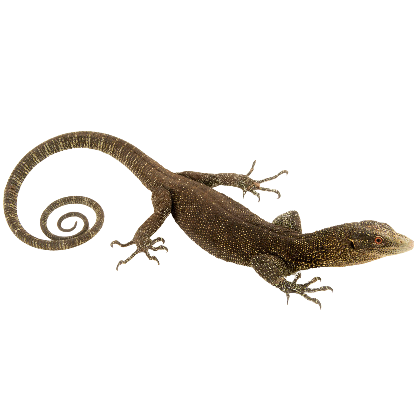 Golden-Spotted Tree Monitor - ReptiChip LLC