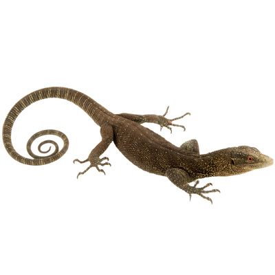 Golden-Spotted Tree Monitor - ReptiChip LLC