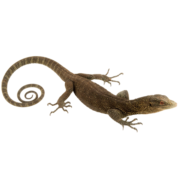 Golden-Spotted Tree Monitor - ReptiChip LLC